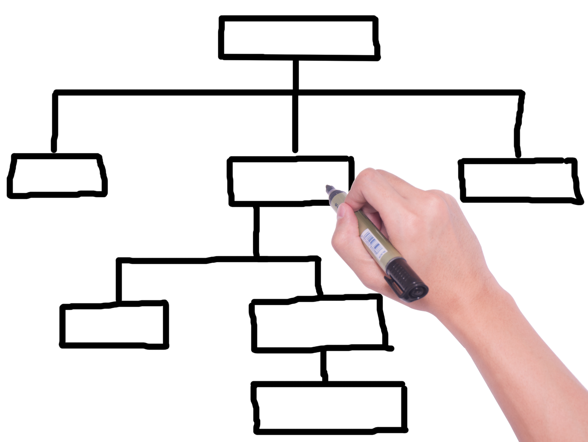 BfHD - Vereinsstruktur